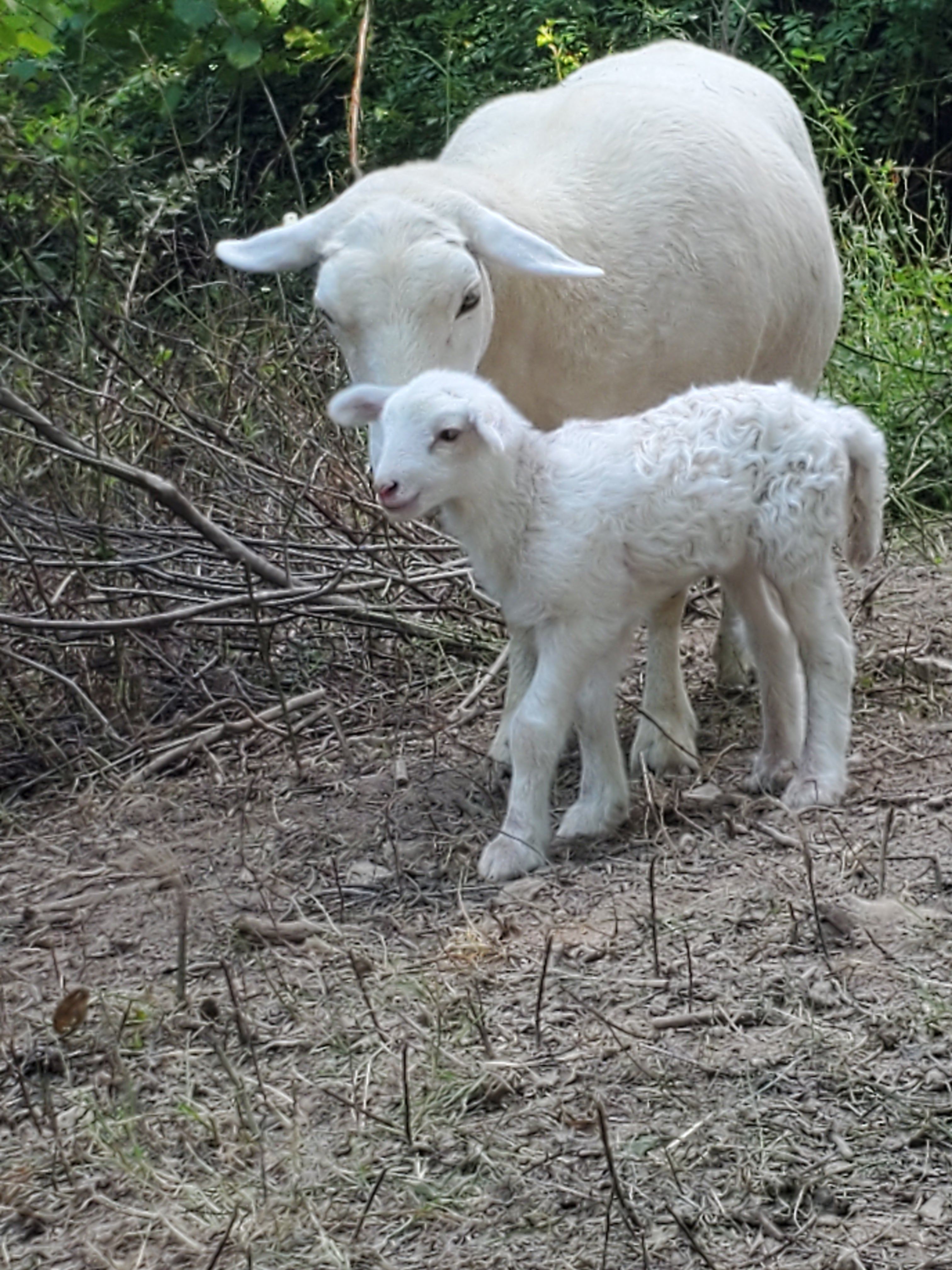 PASTURE RAISED LAMB – SADES ACRES