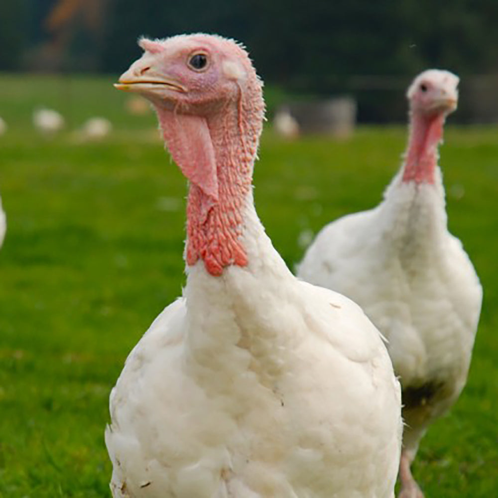 PASTURE RAISED TURKEY – SADES ACRES
