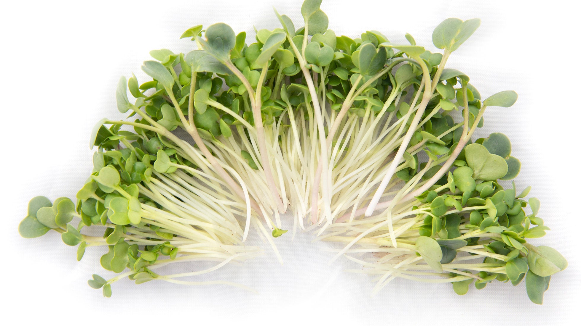 GARDEN, MICROGREENS EASTERN ASIAN – SADES ACRES